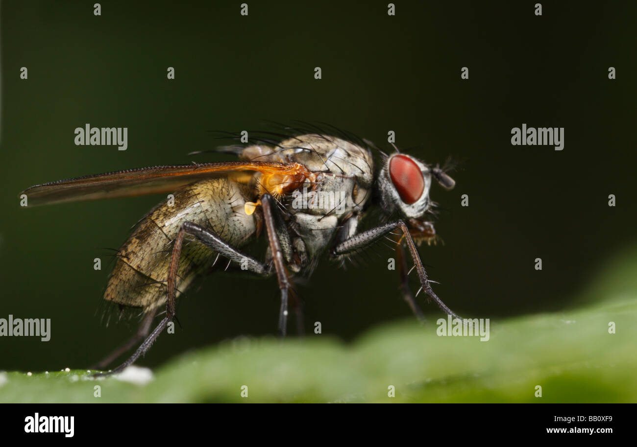 Musca domestica hi-res stock photography and images - Alamy