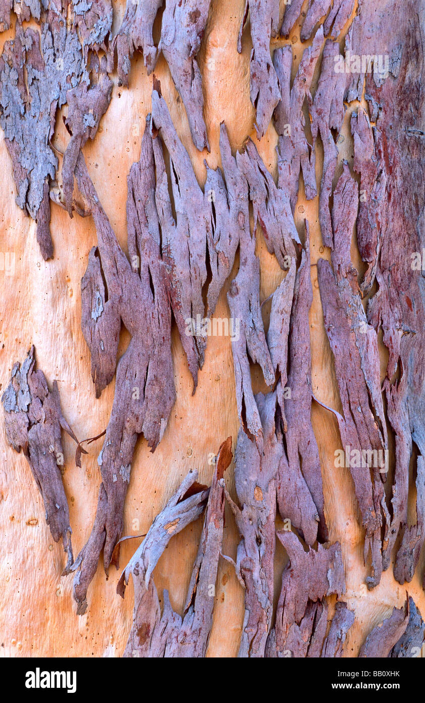 Tree bark patterns hi-res stock photography and images - Alamy