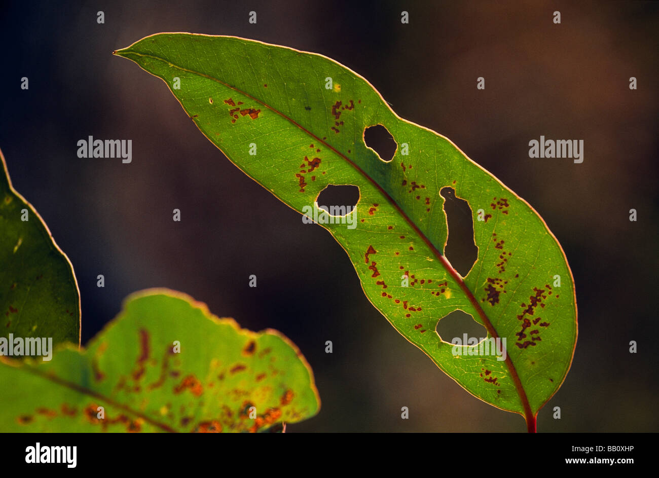 Gumleaf hi-res stock photography and images - Alamy