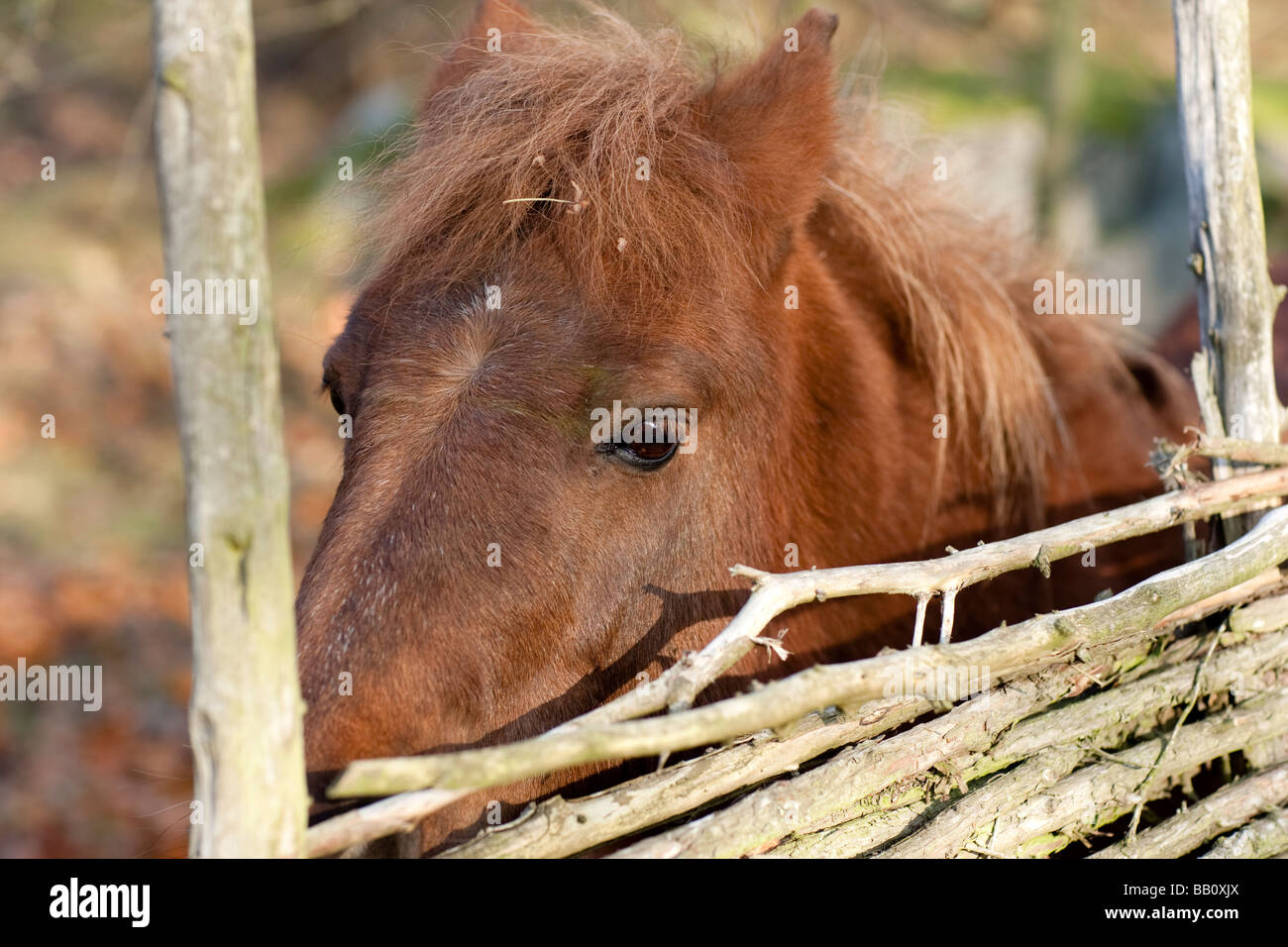 Gotland pony hi-res stock photography and images - Alamy
