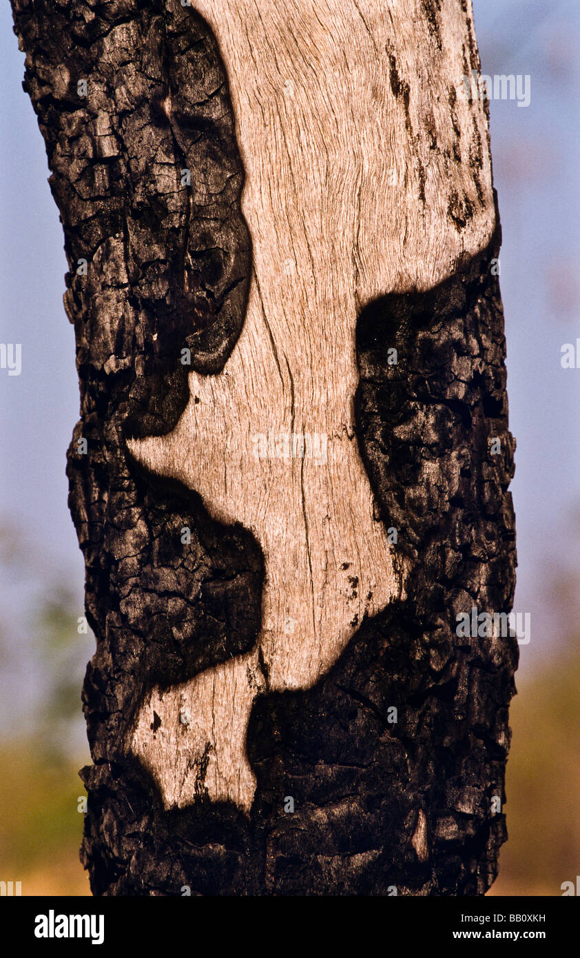 Bloodwood tree hi-res stock photography and images - Alamy