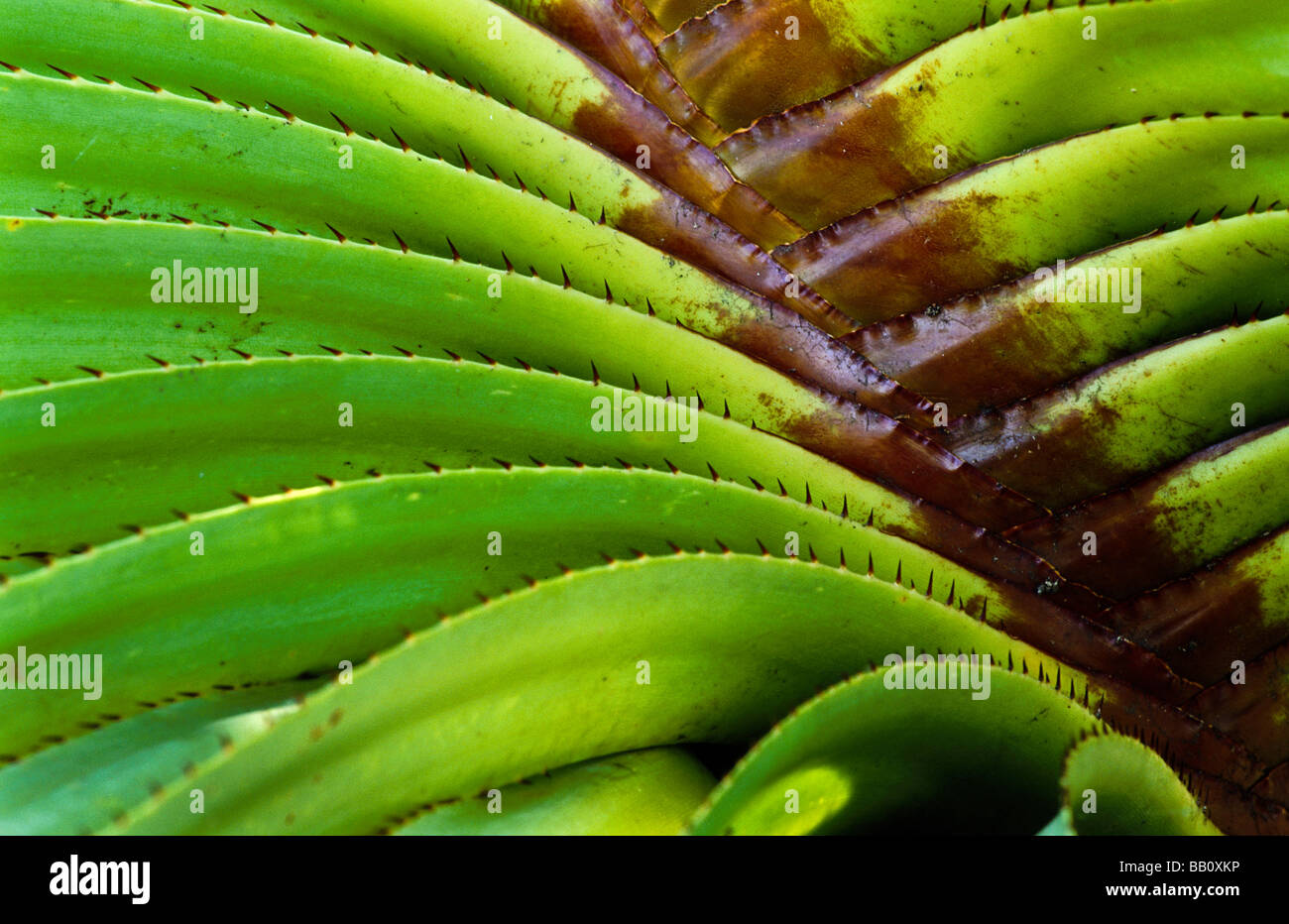 Plant detail, pandanus Stock Photo - Alamy
