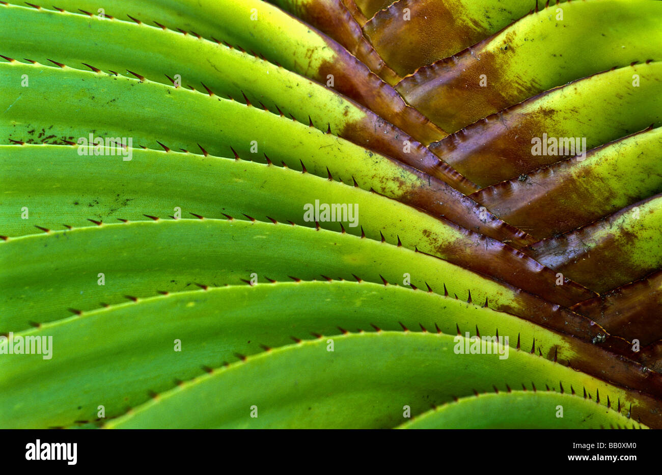 Spiky palm fronds hi-res stock photography and images - Alamy Spiky palm fronds hi-res stock photography and images - Alamy