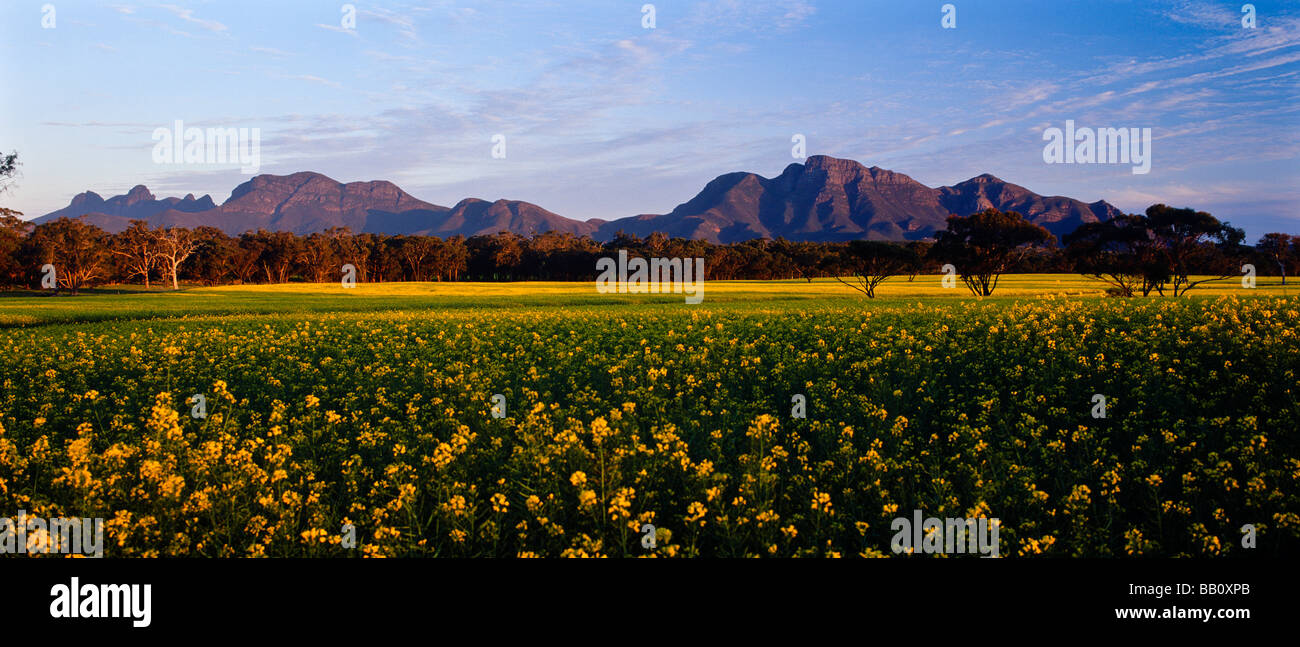 Ripe canola hi-res stock photography and images - Alamy