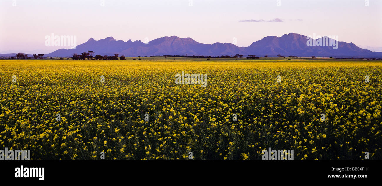 Ripe canola field Western Australia Stock Photo - Alamy