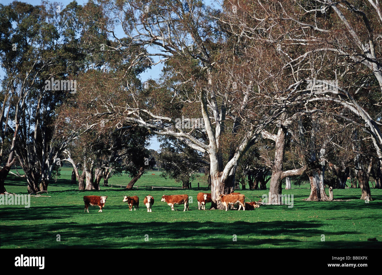 Cattle Springtime Australia Stock Photo - Alamy