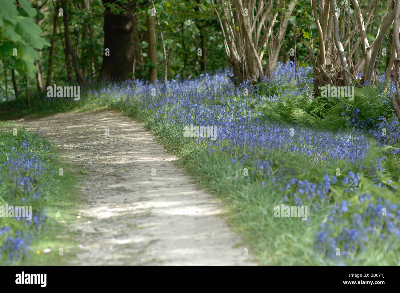 Bluebells in woods in Kent, England Stock Photo - Alamy