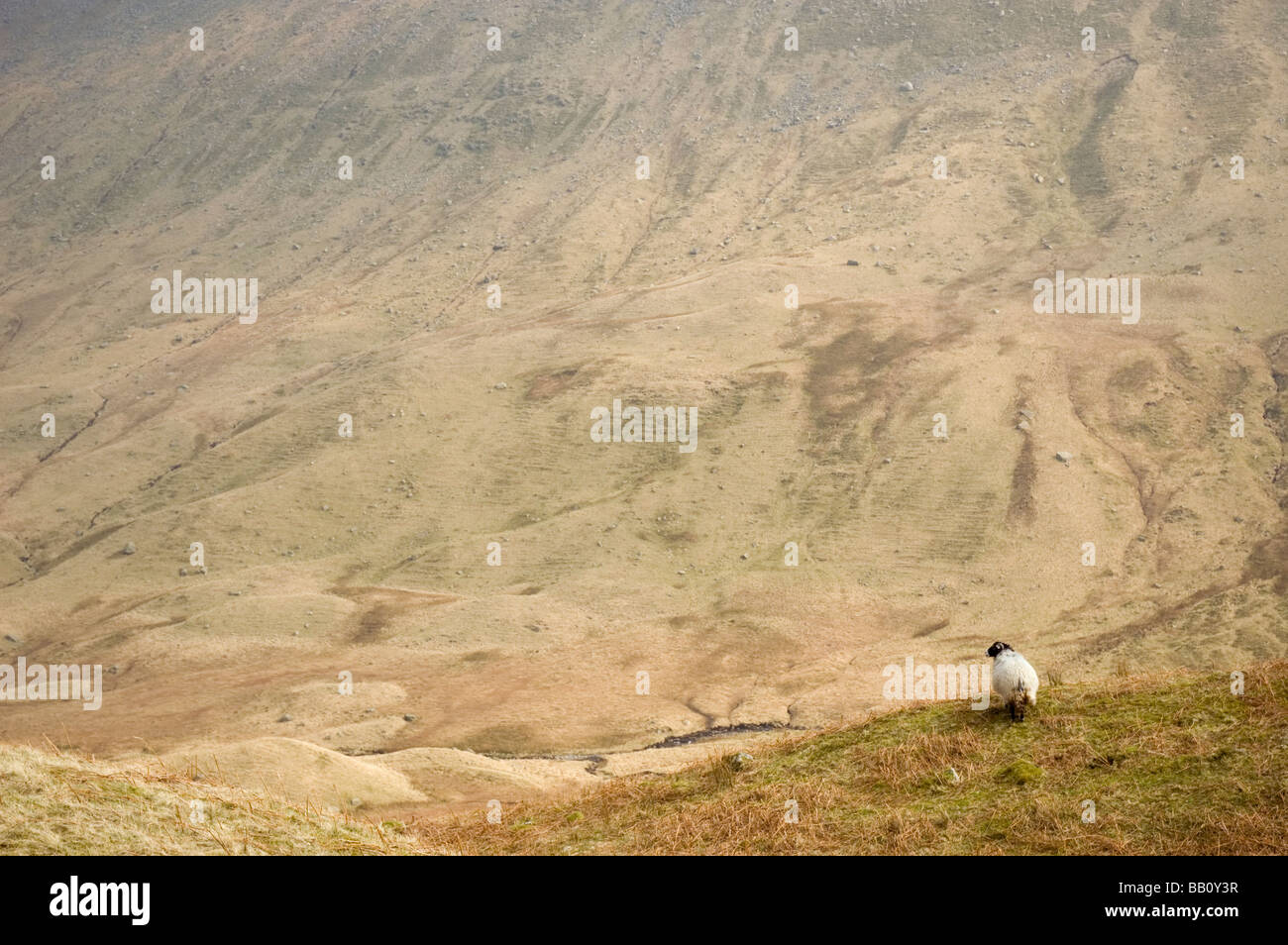 Sheep Looking Down High Resolution Stock Photography and Images - Alamy