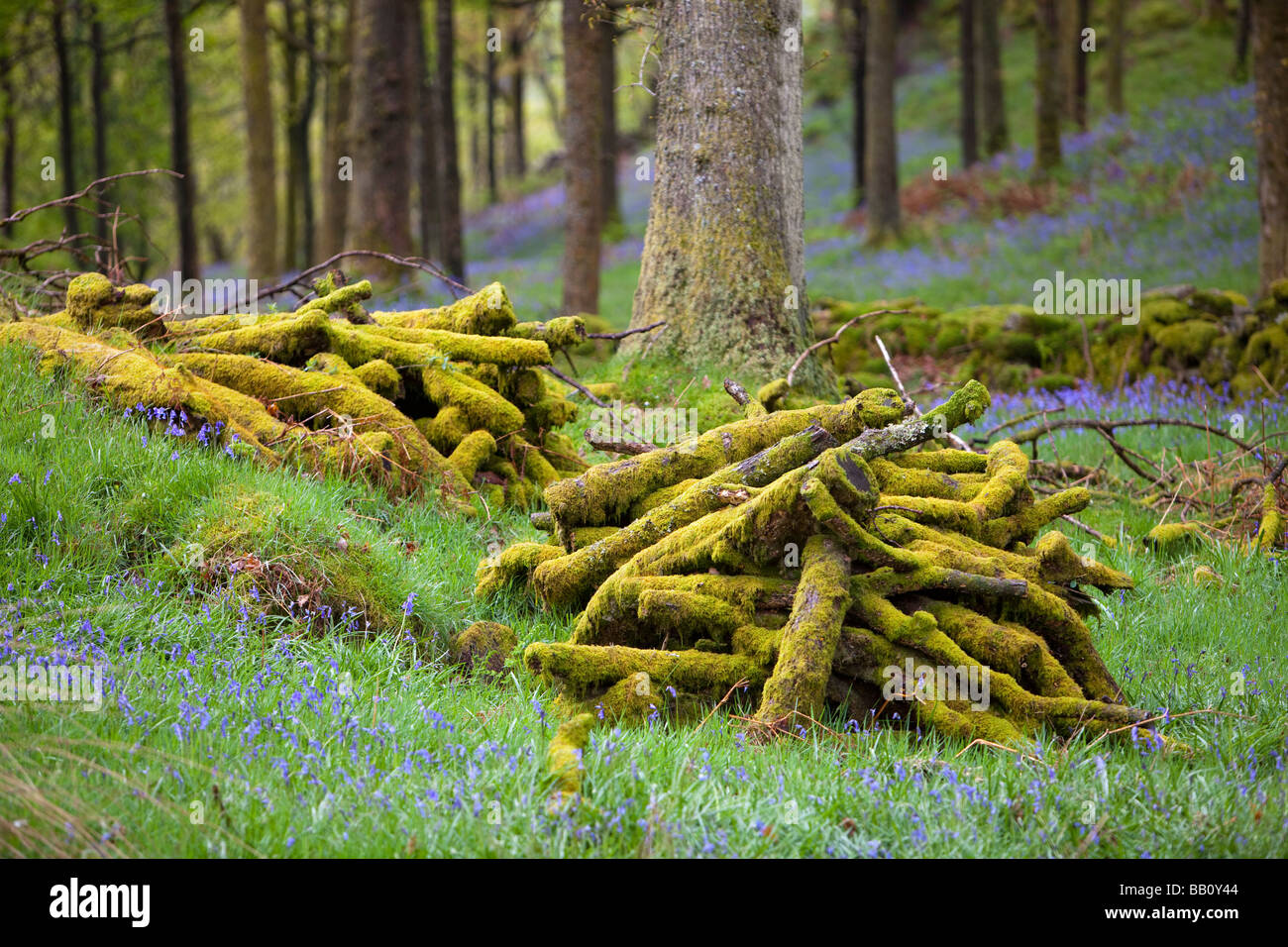 Log piles for insects hi-res stock photography and images - Alamy