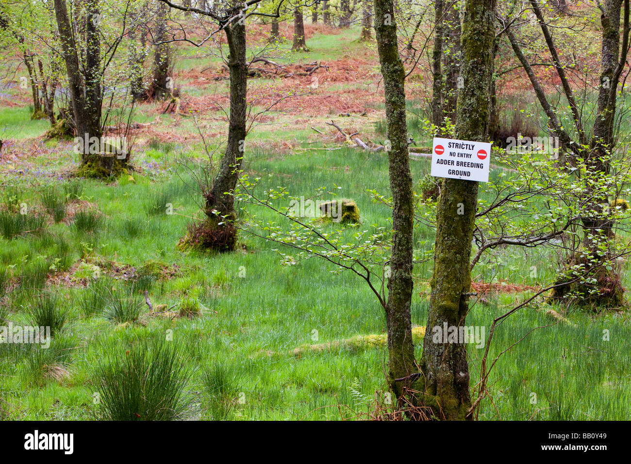 A sign warning of Adders breeding in a woodland near Hawkshead in the ...