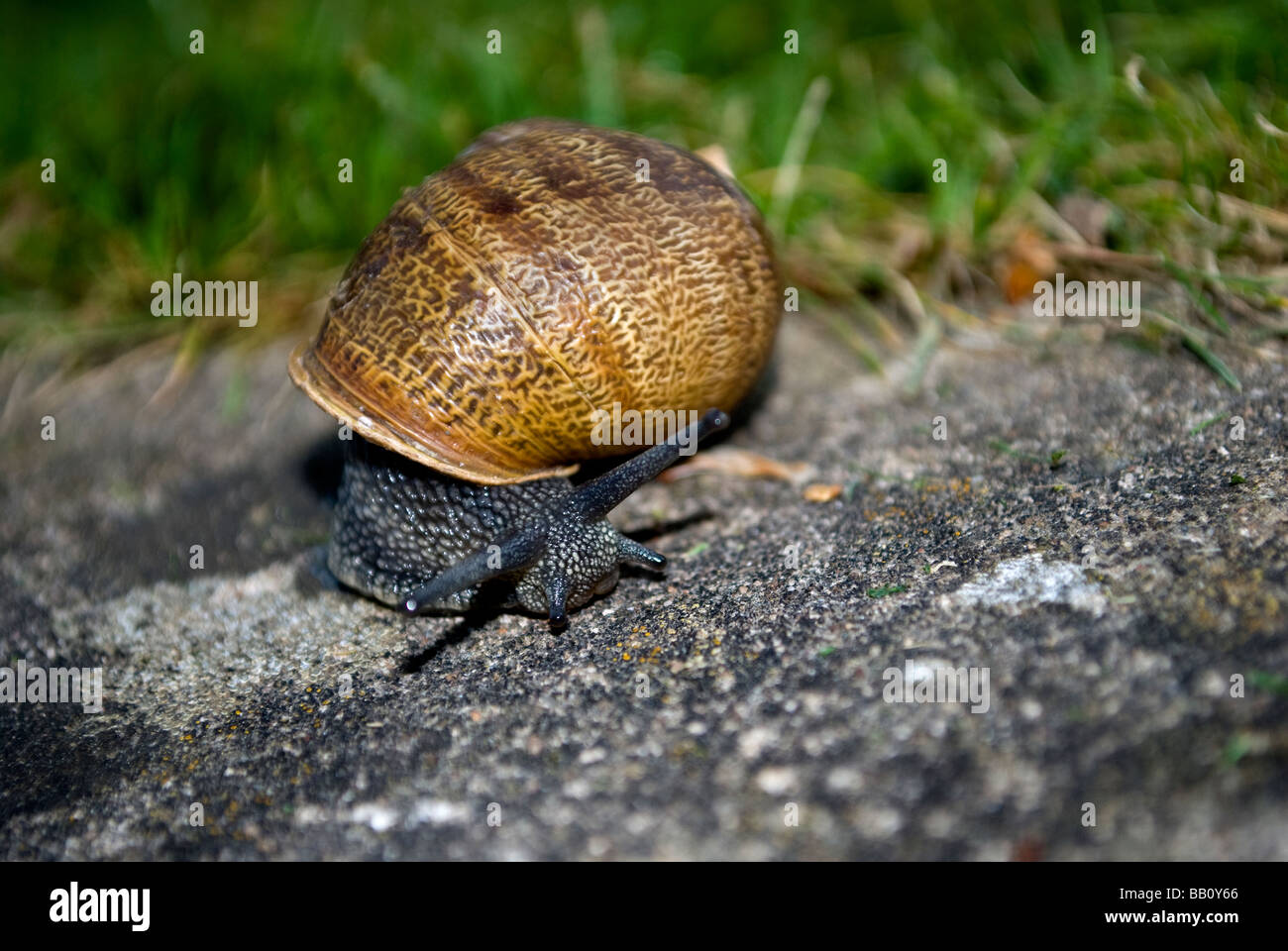 A snail's journey Stock Photo - Alamy