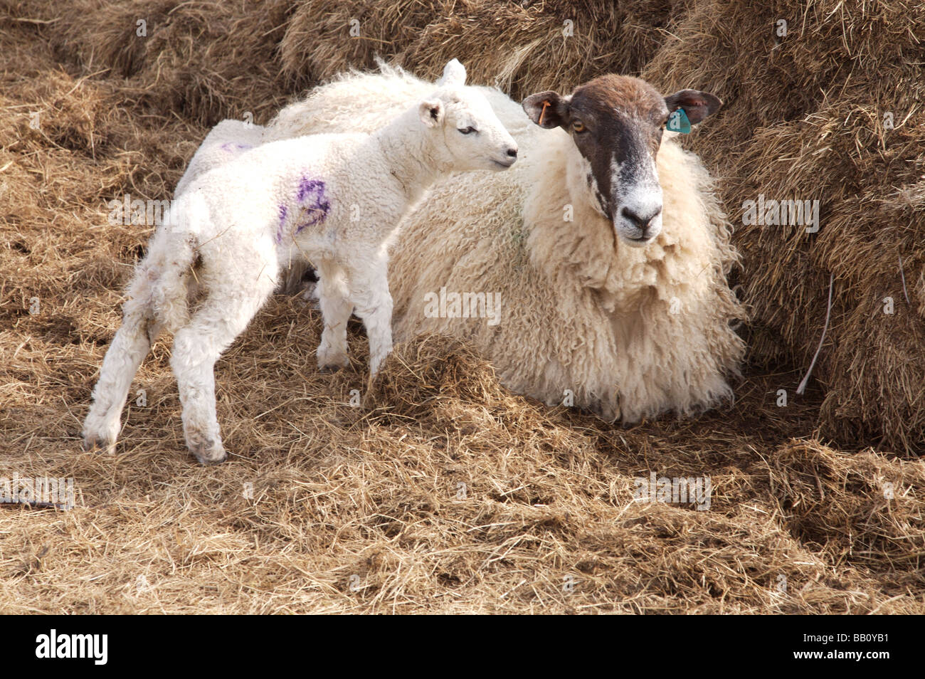 Sheep nuzzle lamb hi-res stock photography and images - Alamy