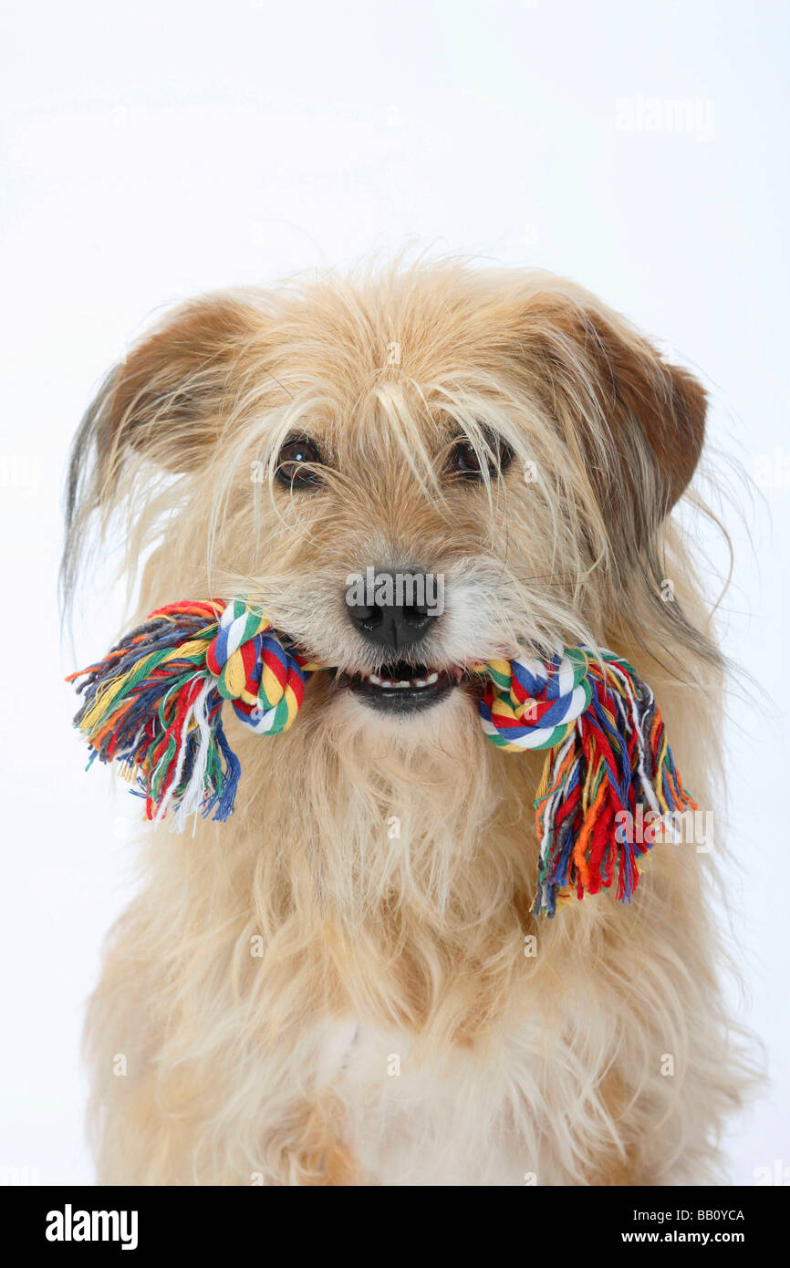 Mixed Breed Dog toy Stock Photo - Alamy