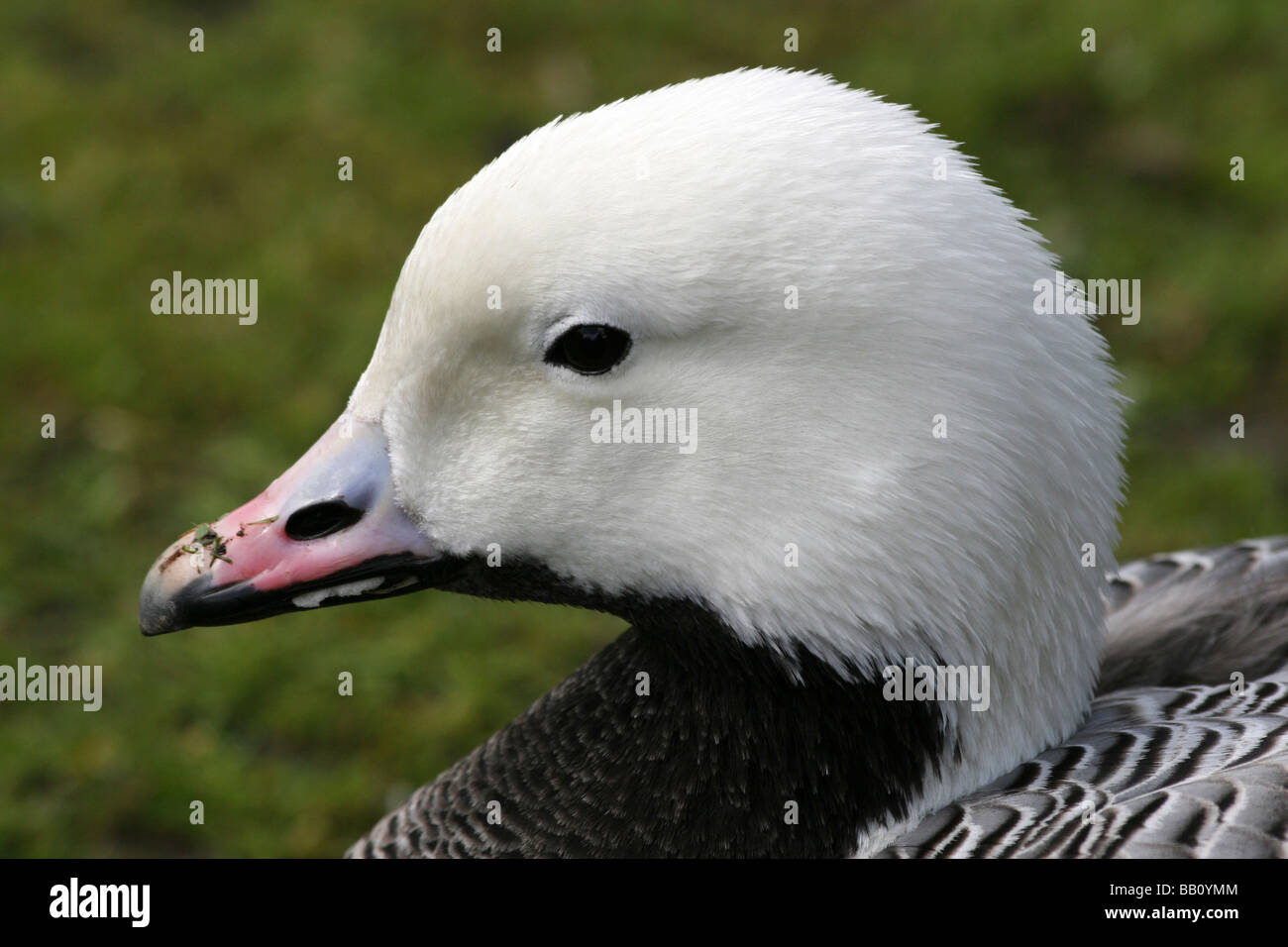 Emperor goose hi-res stock photography and images - Alamy