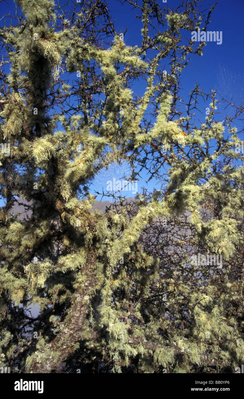 tree moss Lake Moke near Queenstown Otago South Island New Zealand ...