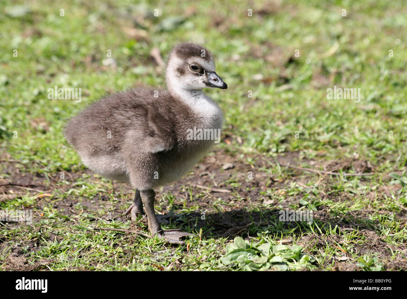 Baby Nene Geese