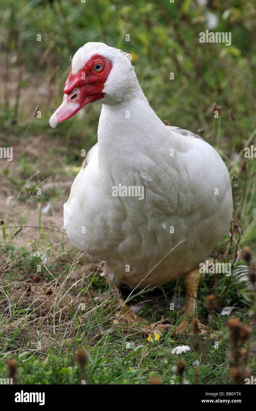 Portrait of Muscovy Duck Cairina moschata In Grass Stock Photo - Alamy