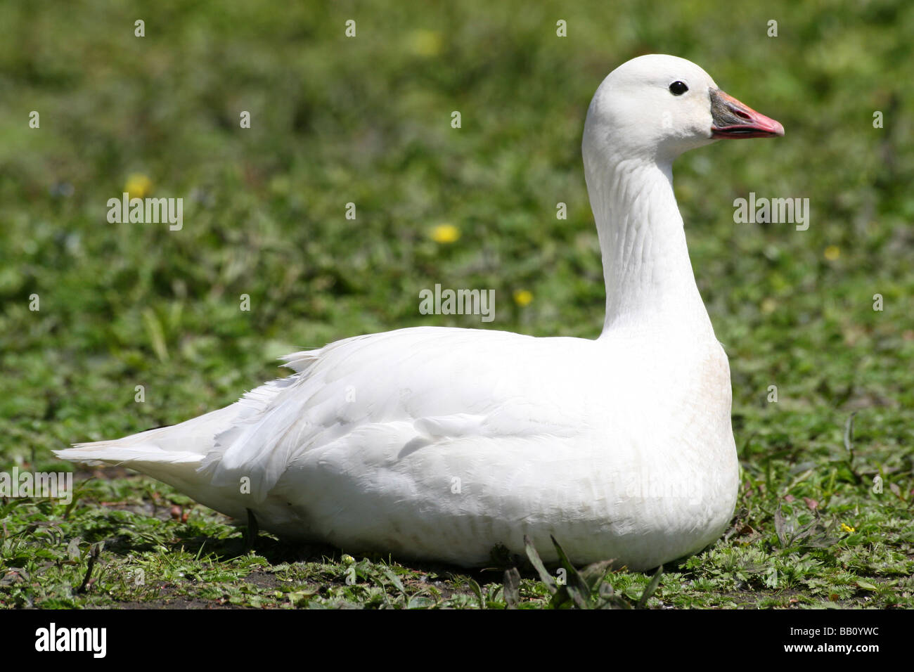 Ross' Snow Goose Chen caerulescens Sitting On Grass at Martin Mere WWT ...