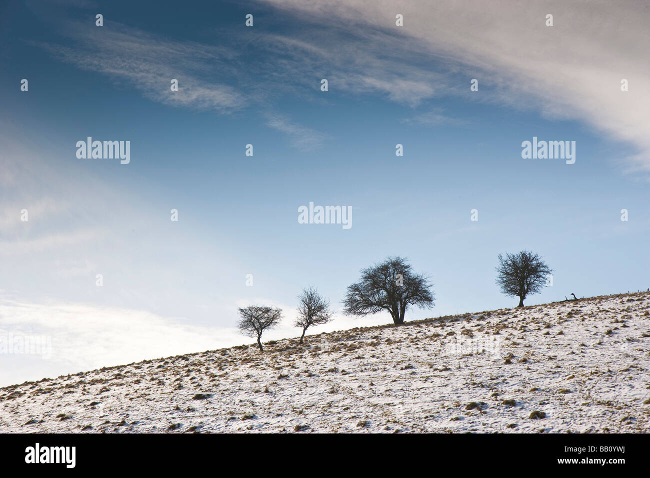 Trees on a hill in snow Stock Photo - Alamy