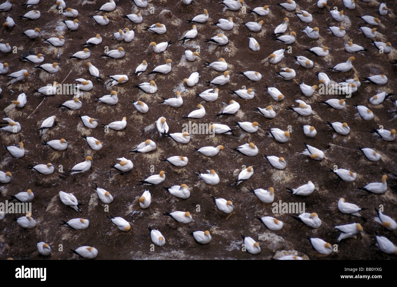Morus serrator Gannet sea bird colony Muriwai beach Waitakere West ...