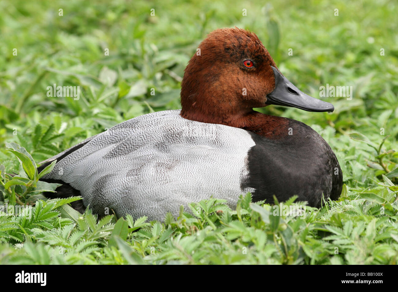 European pochards hi-res stock photography and images - Alamy