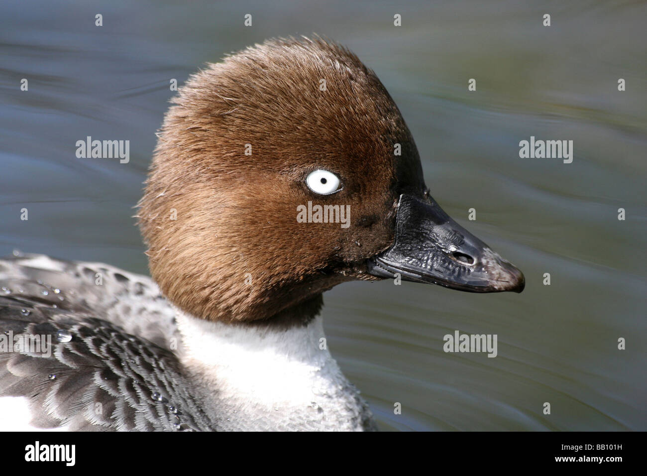 Goldeneye duck uk hi-res stock photography and images - Alamy