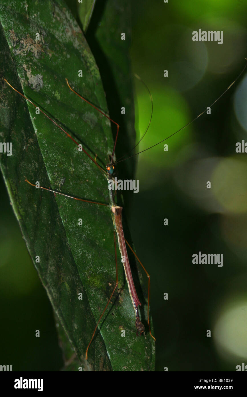 Borneo insect hi-res stock photography and images - Alamy