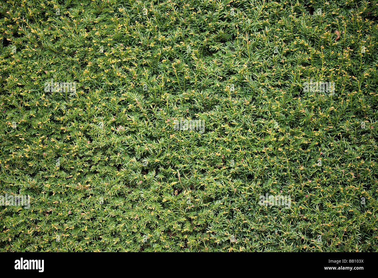 Close up of green bush detail suitable for backgrounds Stock Photo - Alamy