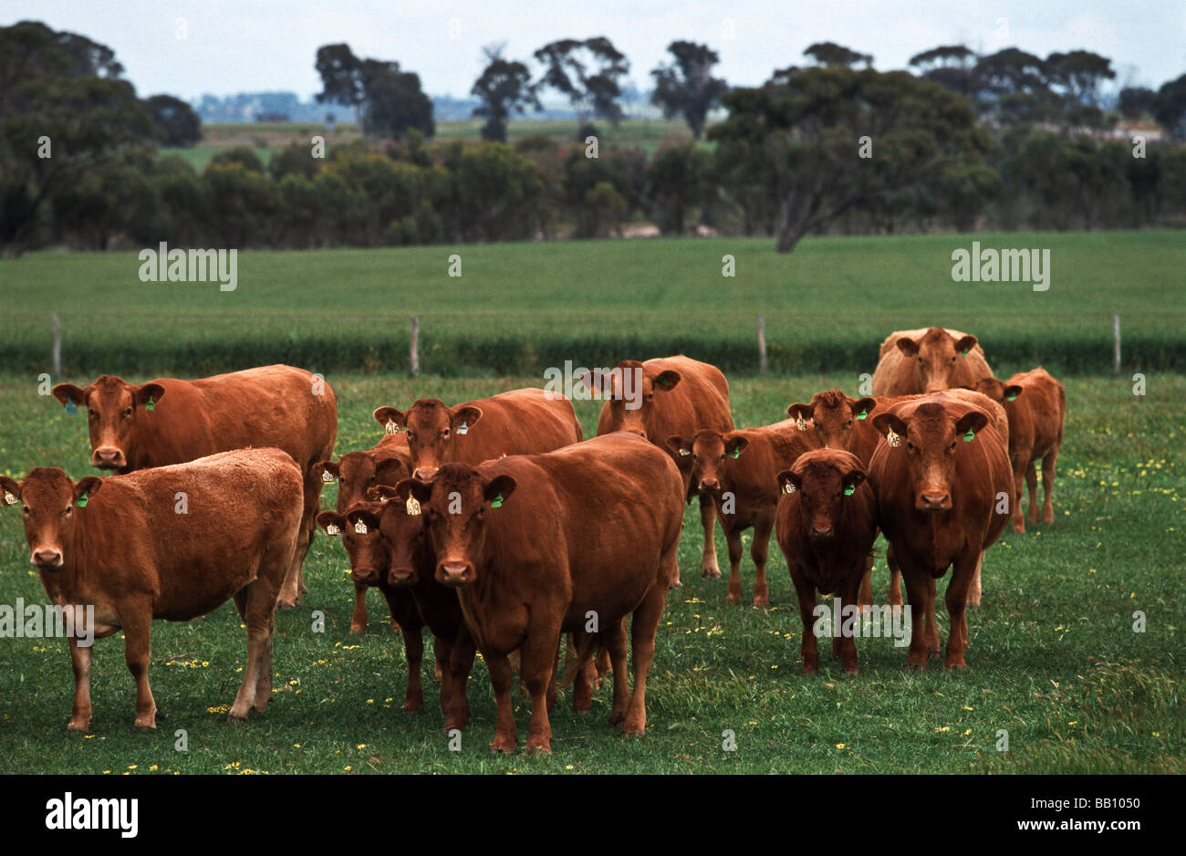 Cows and calves, Springtime Australia Stock Photo - Alamy