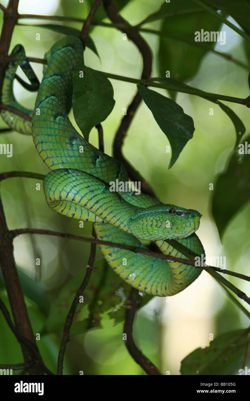 Pit viper of borneo hi-res stock photography and images - Alamy