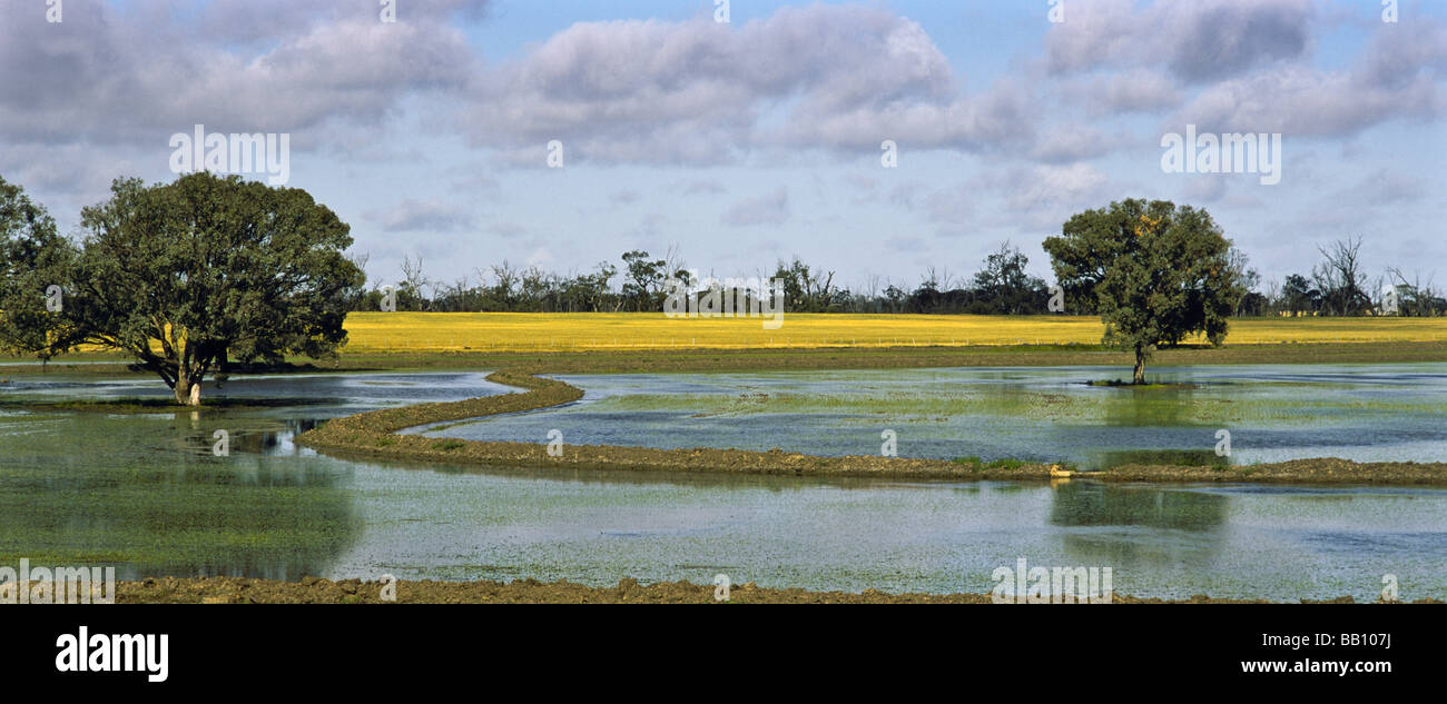 Flood irrigating rice fields, Australia Stock Photo - Alamy