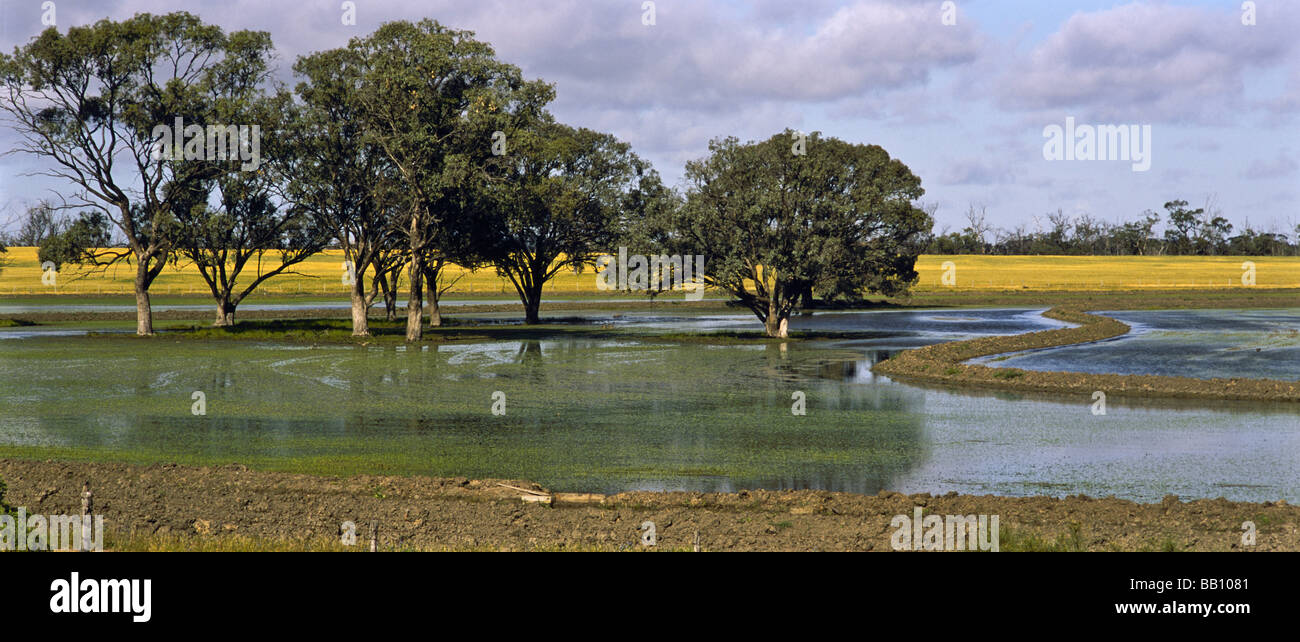 Flood irrigating rice fields, Australia Stock Photo - Alamy