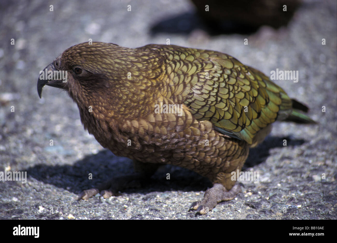 Kea Nestor notabilis alpine parrot Milford Sound Road Fiordland ...