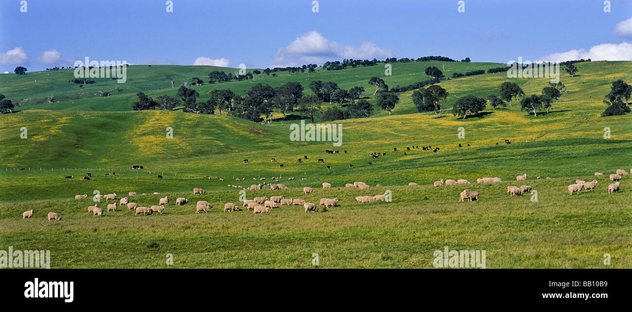 Sheep station property ranch hi-res stock photography and images - Alamy