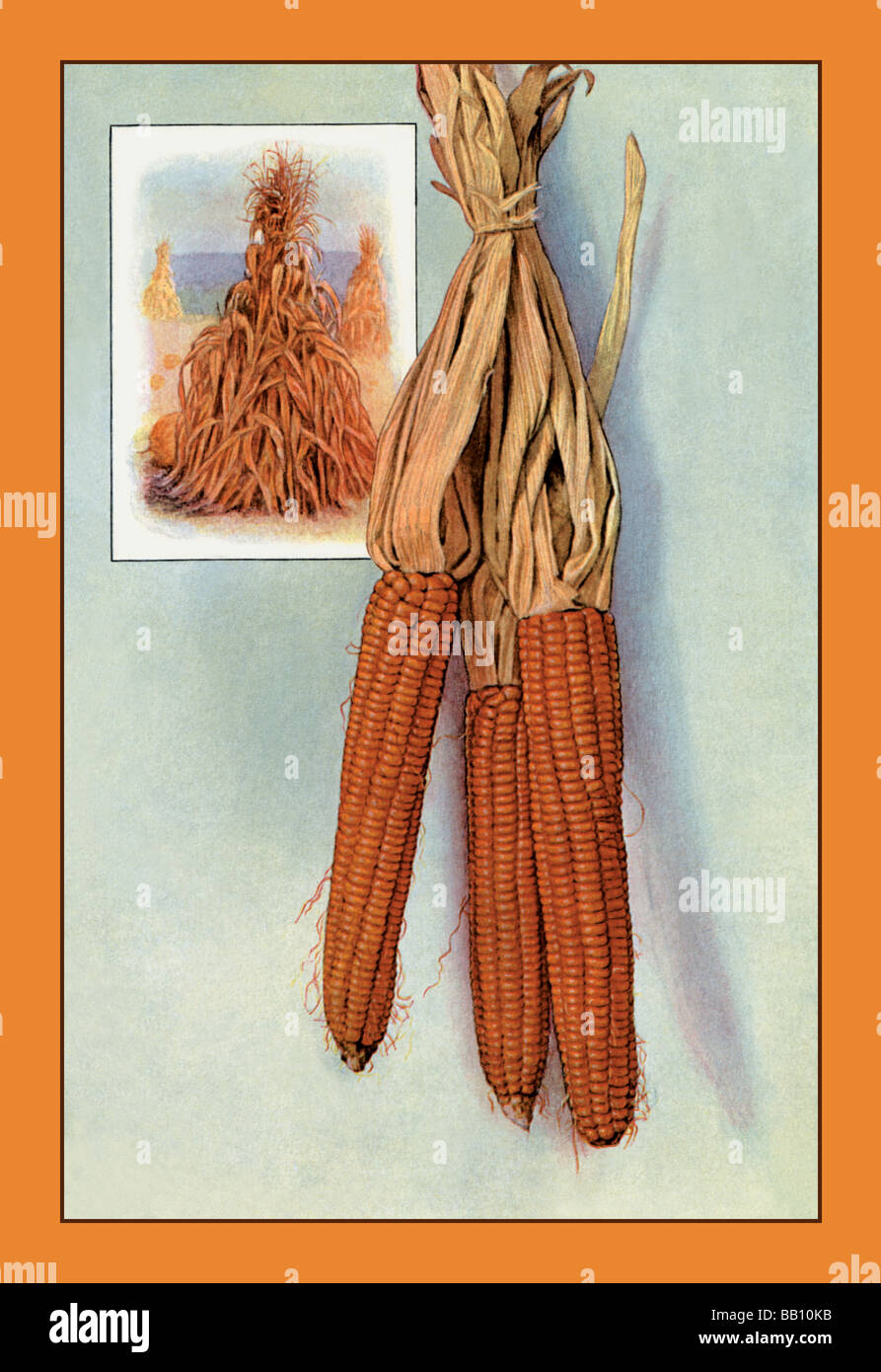 E corn hi-res stock photography and images - Alamy