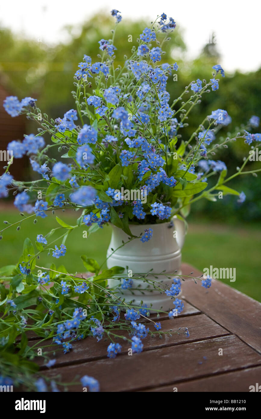forget me nots Stock Photo - Alamy