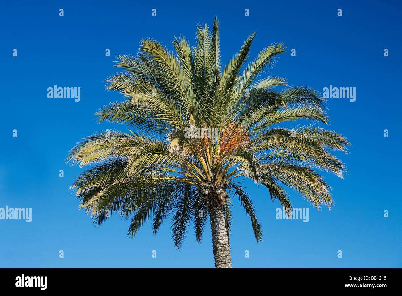 Palm tree with blue sky background Stock Photo - Alamy