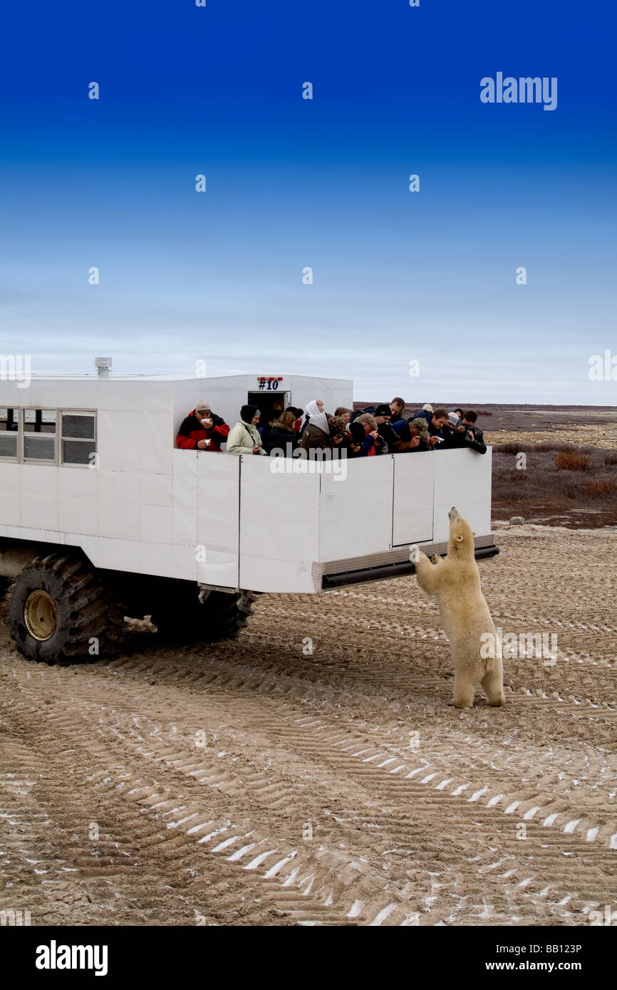 Curious Polar Bear Close Encounter As Bear Looks In To Tundra Buggy To