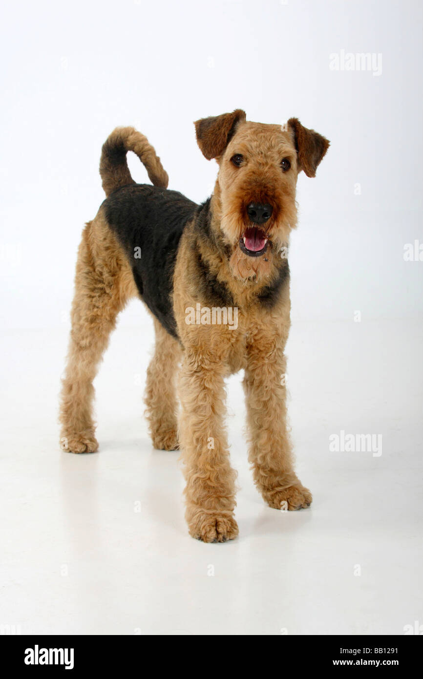 Airedale terrier hi-res stock photography and images - Alamy