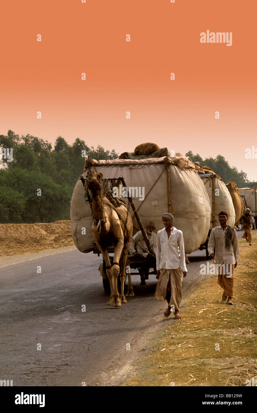 Local people having camels pull heavy loads on the dangerous India ...