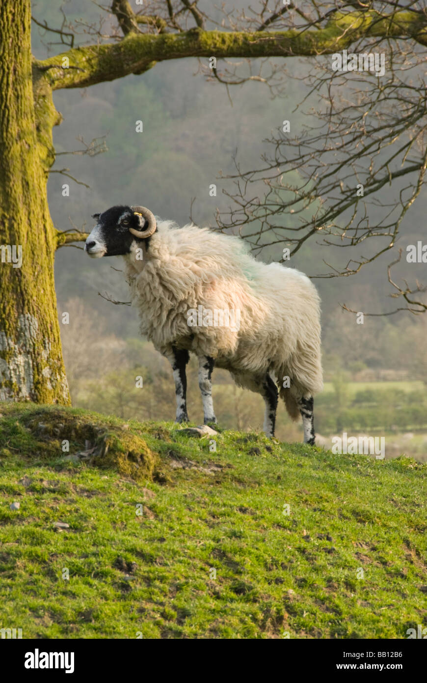 Lake District Ewe in the early morning Stock Photo - Alamy