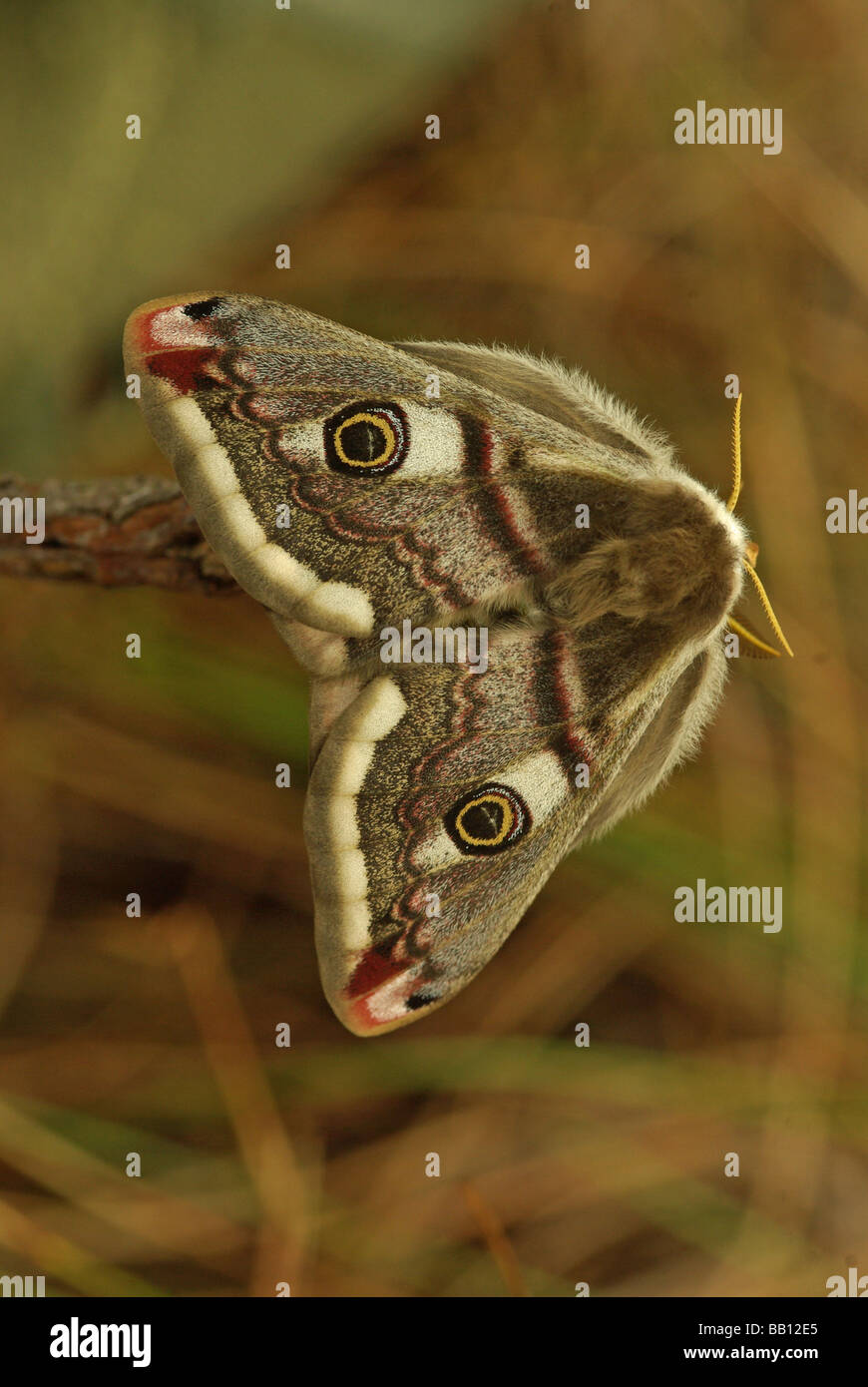 Emperor moth hi-res stock photography and images - Alamy