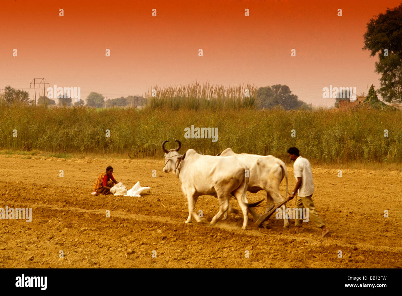 Poor farming family tending to fields with old fashion water buffalo ...