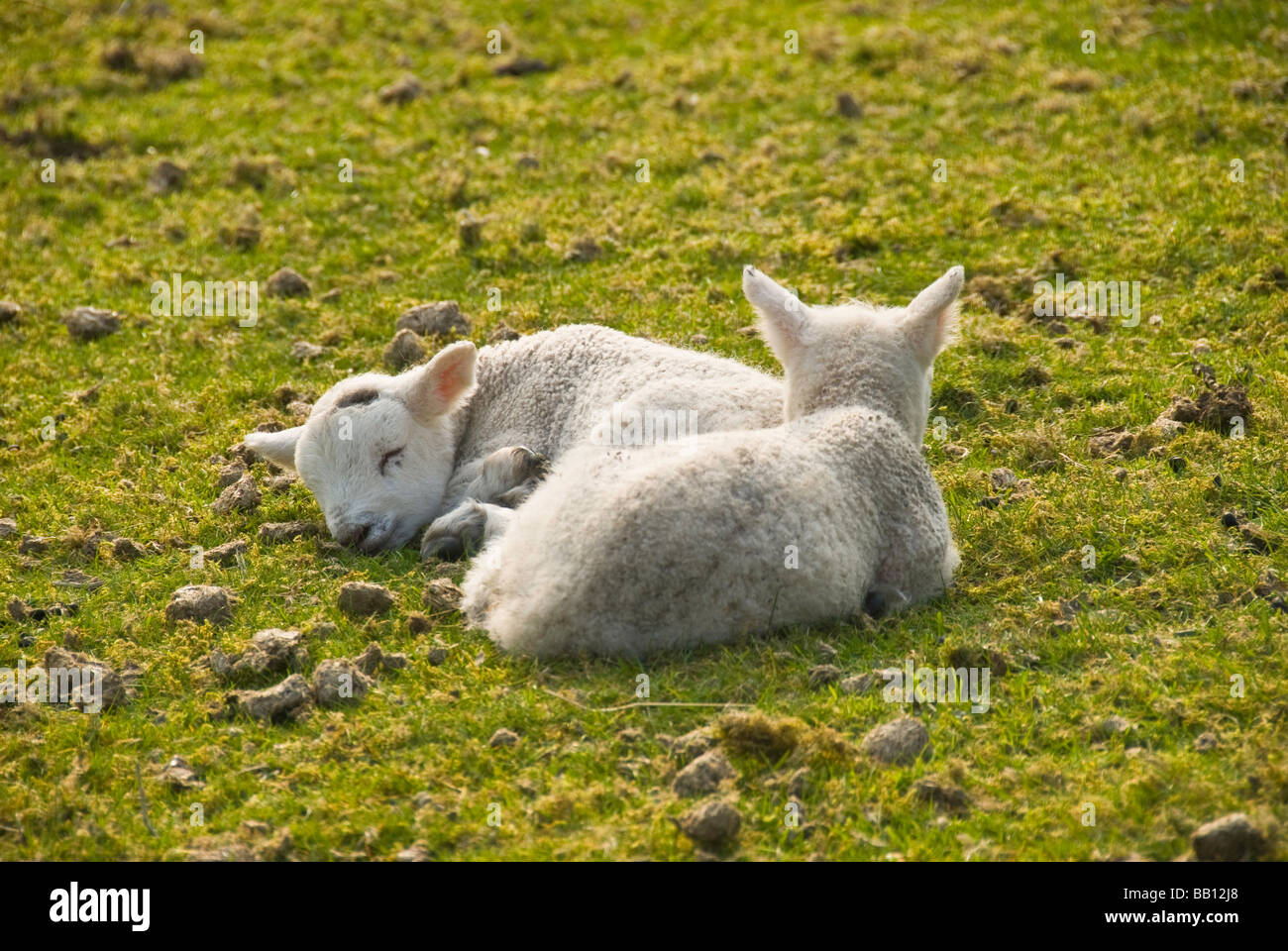 Two spring lambs resting Stock Photo - Alamy