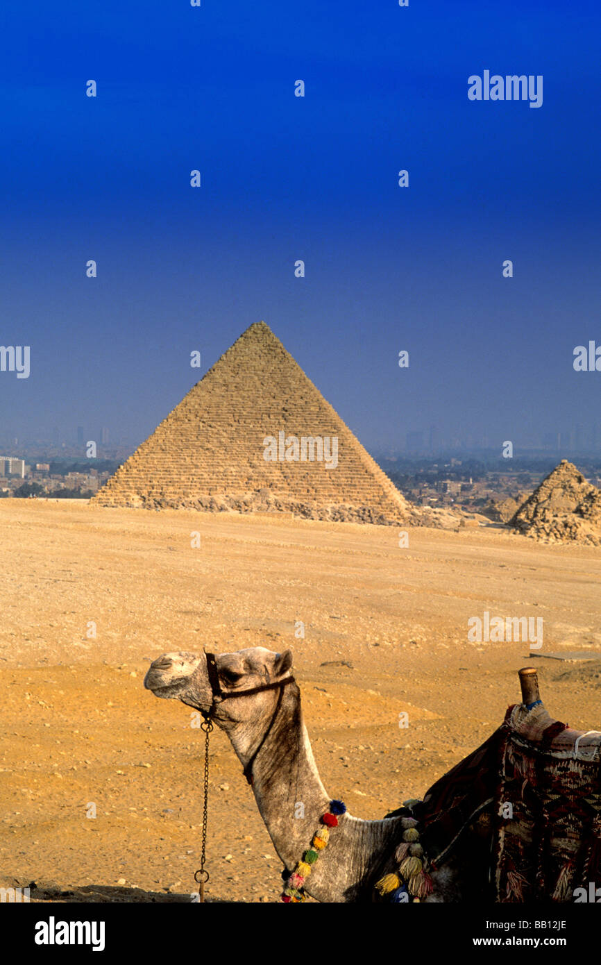 Camel for tourists in front of the famous Great Pyramids of Giza Egypt ...