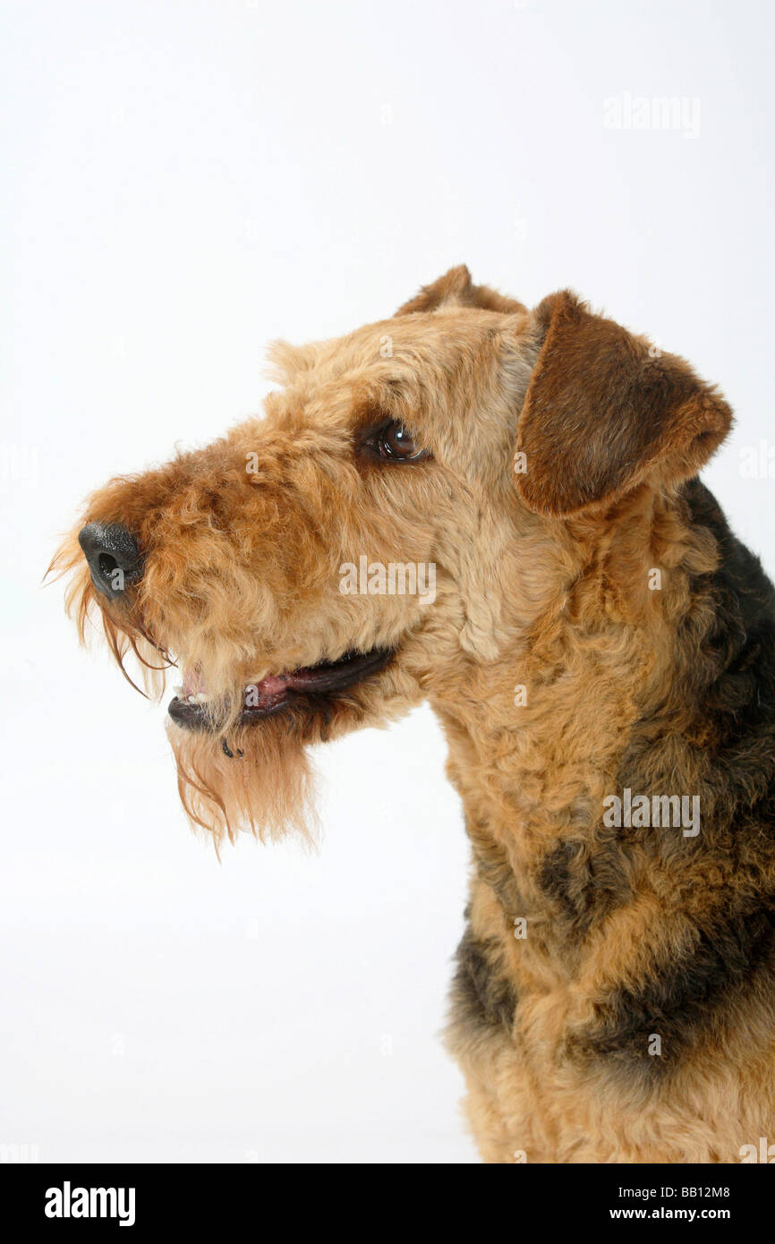 Airedale Terrier side profile Stock Photo - Alamy