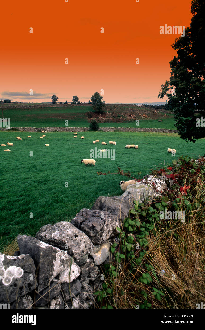 Life in Ireland traditional farm with sheep and with stone walls near ...
