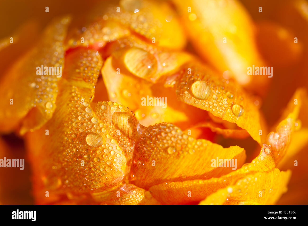 Orange tulip rain water hi-res stock photography and images - Alamy