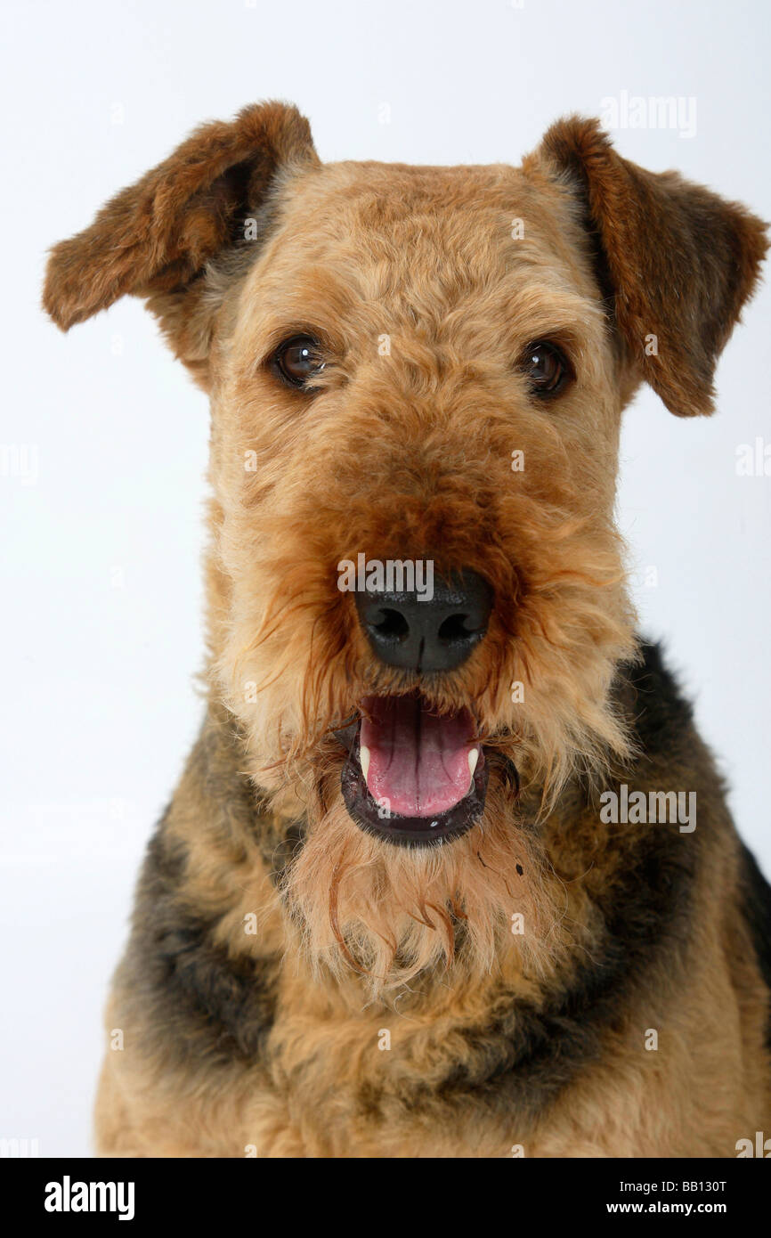 Airedale terrier hi-res stock photography and images - Alamy