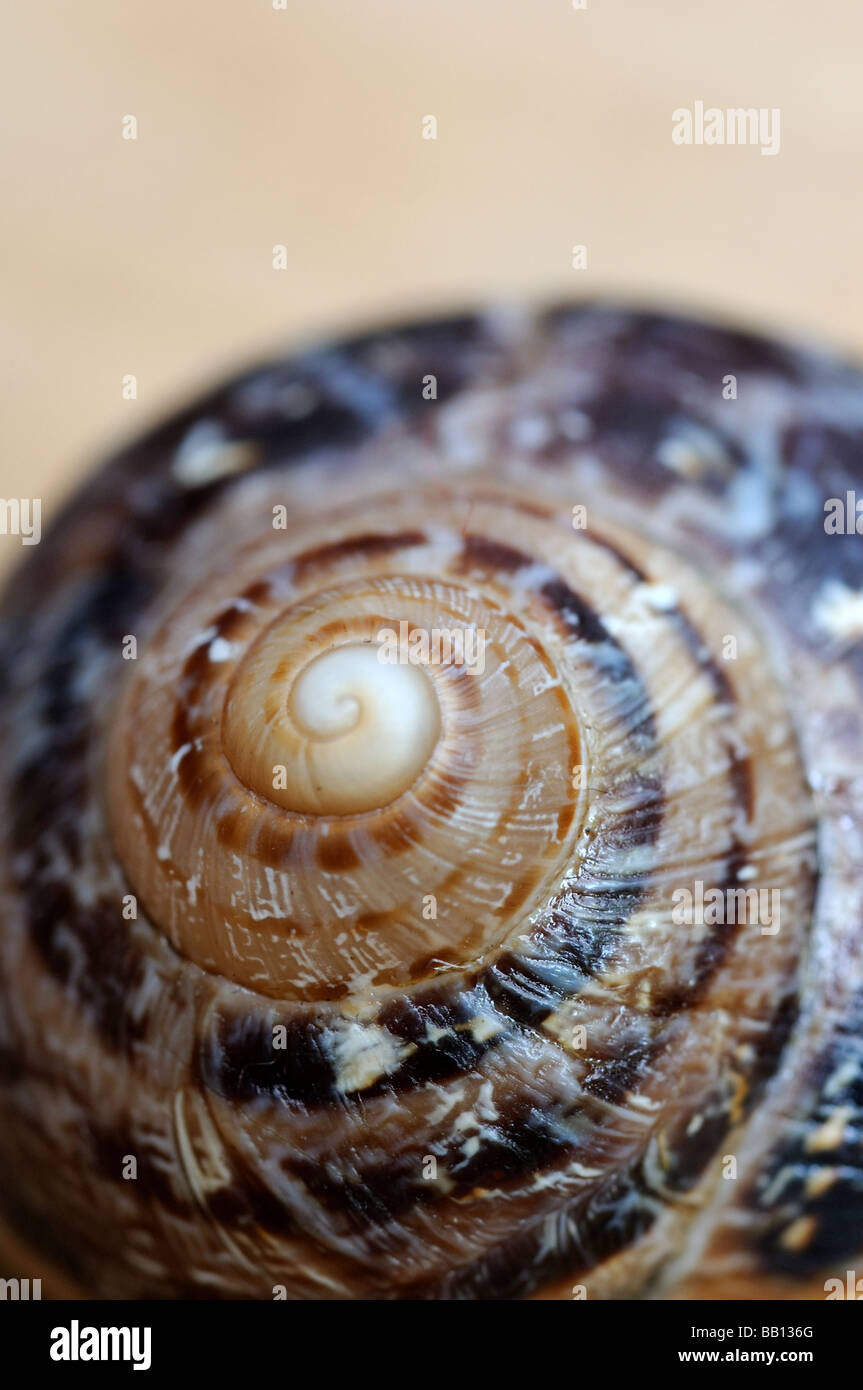 A Close up of a garden snail shell Stock Photo - Alamy